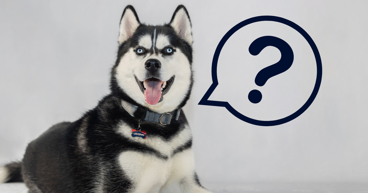 FAQ - Top 5 Questions at the Law Library! | Thomas J. Meskill Law Library