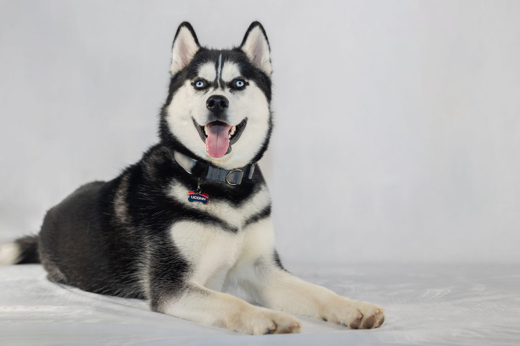 Advocacy on All Fours - UConn Mascot Jonathon XV’s Testimony Before ...