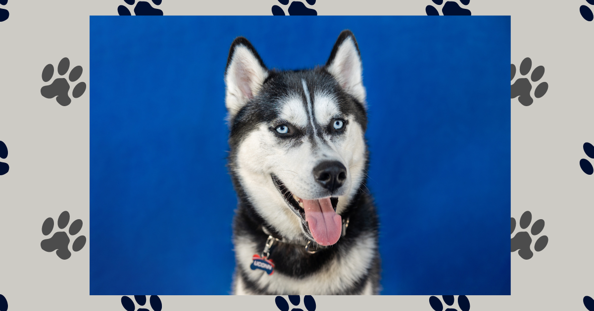 Advocacy on All Fours - UConn Mascot Jonathon XV’s Testimony Before ...